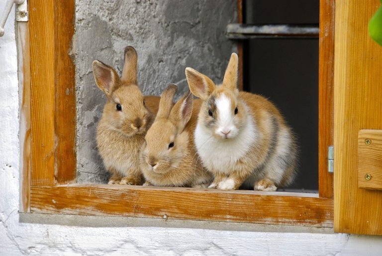 17 Best Homesteading Animals for Self-Sufficiency - The Homestead Hangout