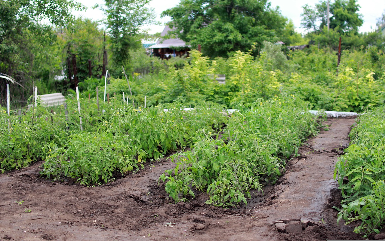 Raised Beds Vs In Ground Gardening: Pros and Cons - The Homestead Hangout