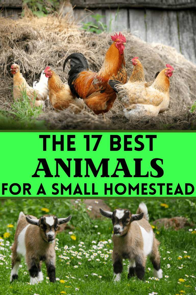 17 Best Homesteading Animals for Self-Sufficiency - The Homestead Hangout