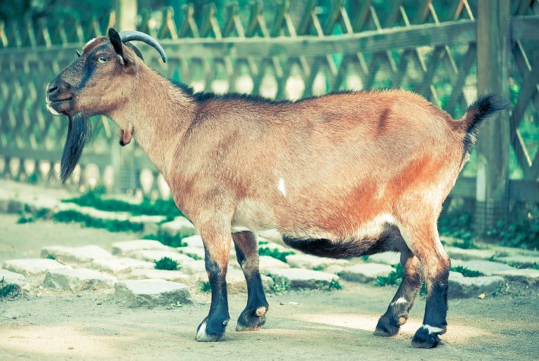 17 Best Homesteading Animals for Self-Sufficiency - The Homestead Hangout