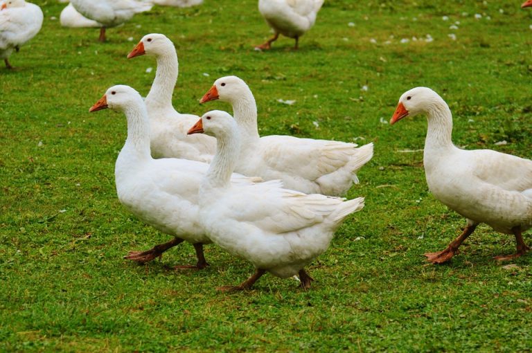 17 Best Homesteading Animals for Self-Sufficiency - The Homestead Hangout