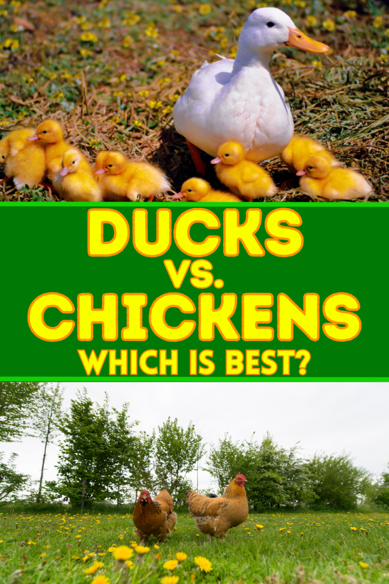 Raising Backyard Ducks Vs Chickens: Pros and Cons - The Homestead Hangout