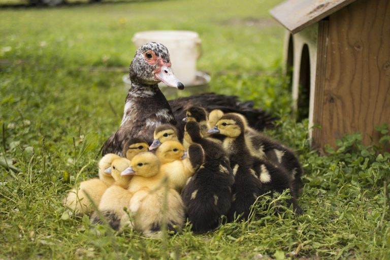 Housing for Ducks: How to Build a Duck House - The Homestead Hangout