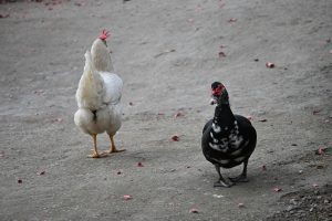 Raising Backyard Ducks Vs Chickens: Pros and Cons - The Homestead Hangout