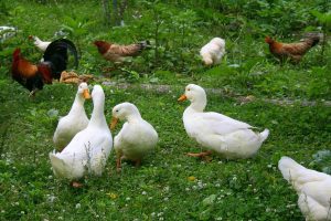 Raising Backyard Ducks Vs Chickens: Pros and Cons - The Homestead Hangout