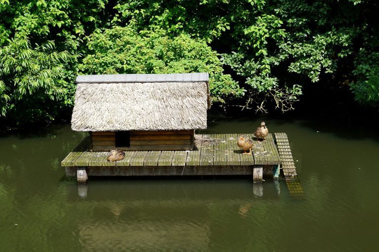 Housing for Ducks: How to Build a Duck House - The Homestead Hangout