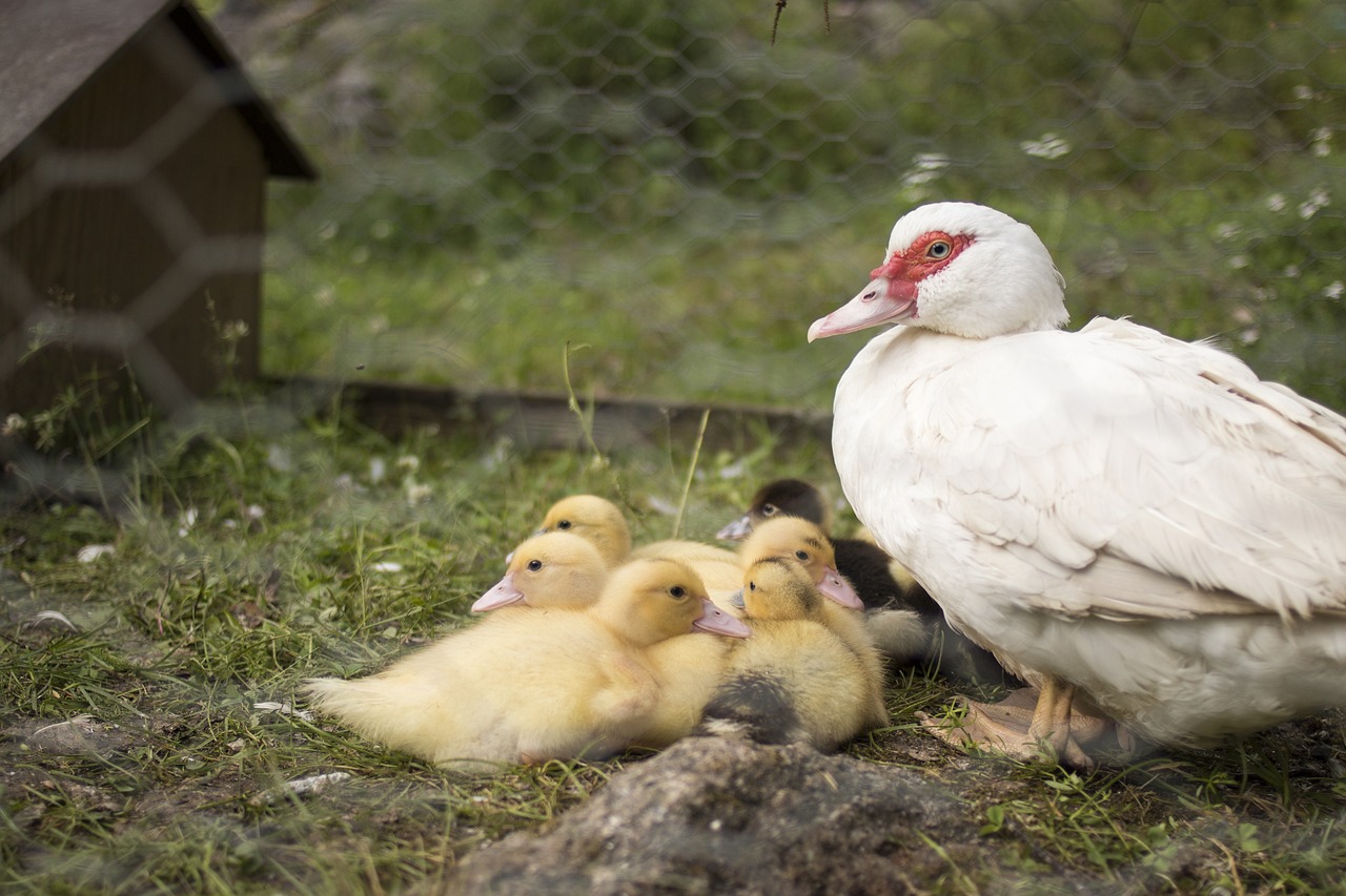 Housing for Ducks: How to Build a Duck House - The Homestead Hangout
