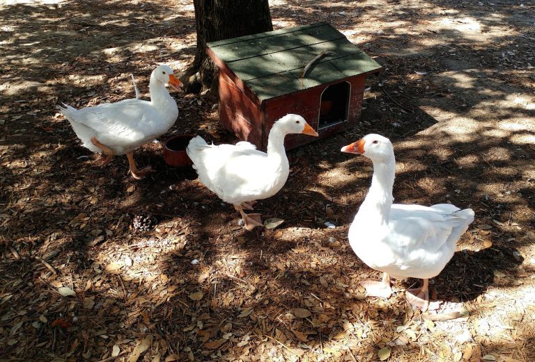 Housing for Ducks: How to Build a Duck House - The Homestead Hangout