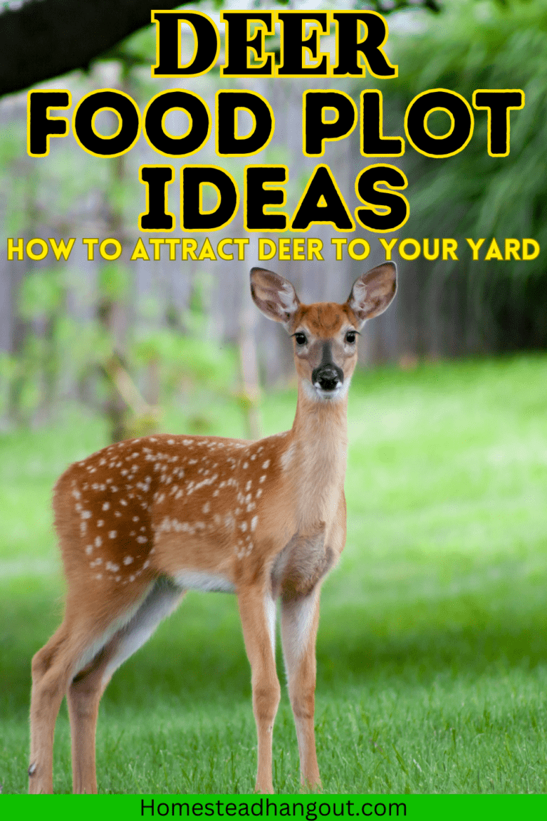 What is the Best Deer Food Plot for Sandy Soil? - The Homestead Hangout