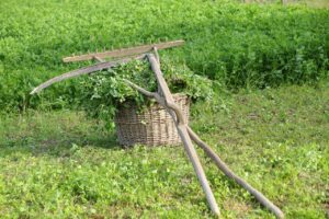The Art of Scything: An Ancient Tool for Modern Homesteaders - The ...