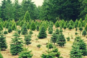 How to Start a Christmas Tree Farm - The Homestead Hangout