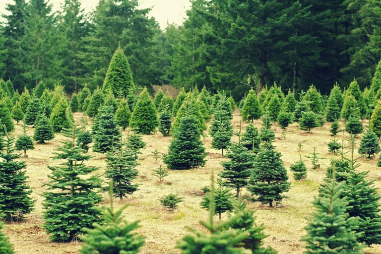 How to Start a Christmas Tree Farm - The Homestead Hangout