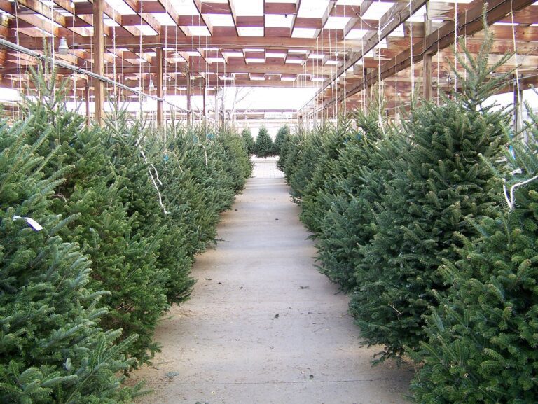 How to Start a Christmas Tree Farm - The Homestead Hangout