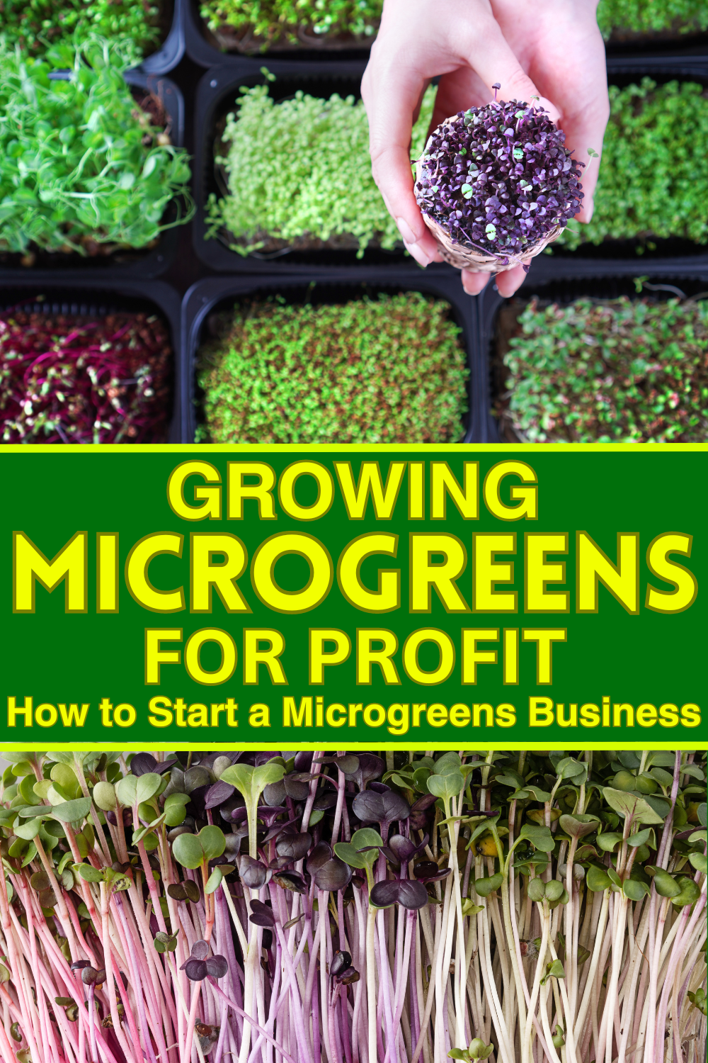 How to Start a Microgreens Business: Growing Microgreens for Profit ...