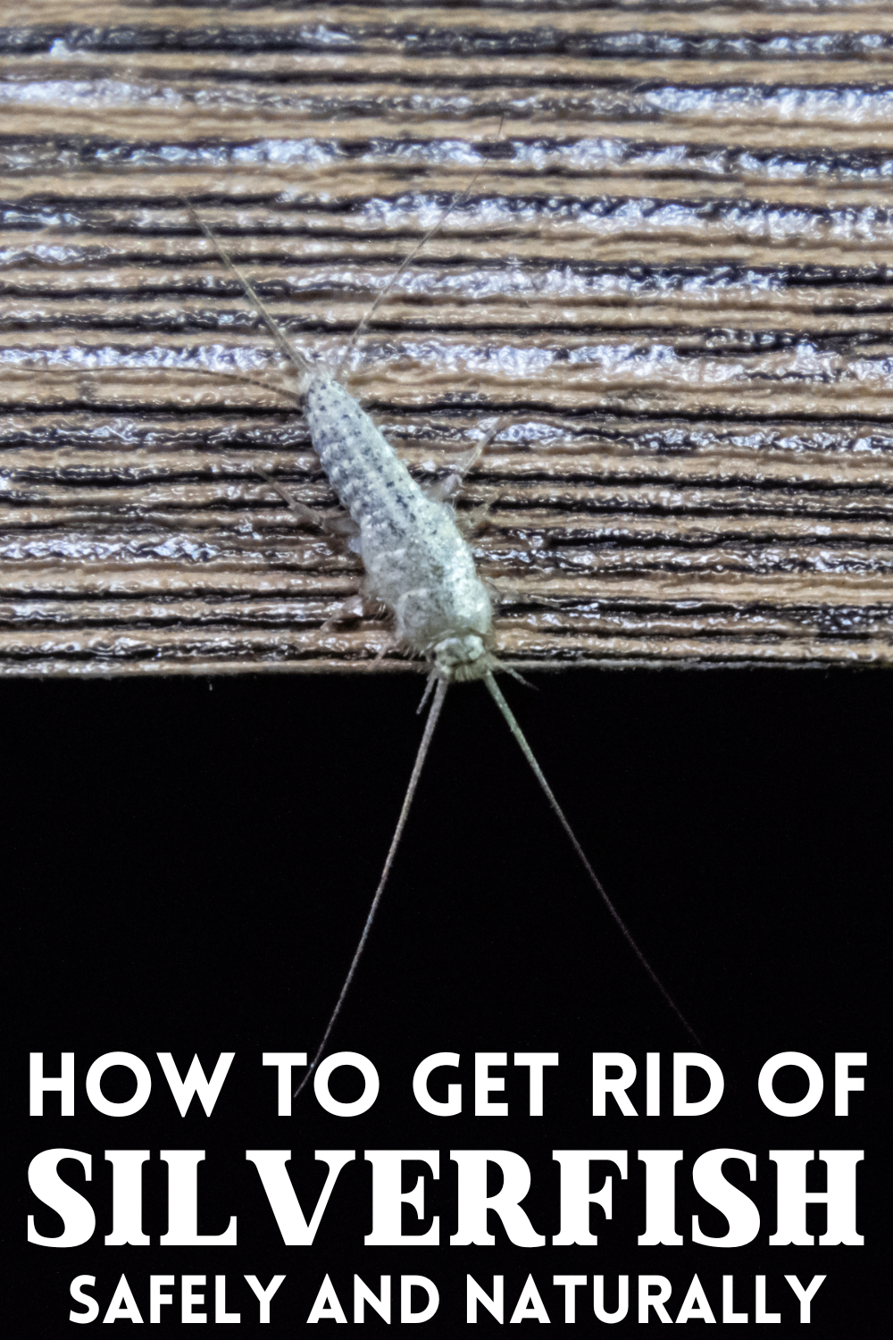 How to Get Rid of Tiny Silver Bugs in Houseplant Soil - The Homestead ...