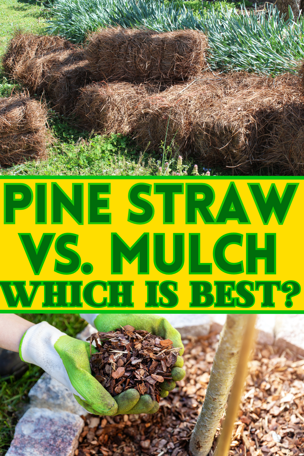 Pine Straw Vs Mulch: Pros and Cons and Which is Better - The Homestead ...