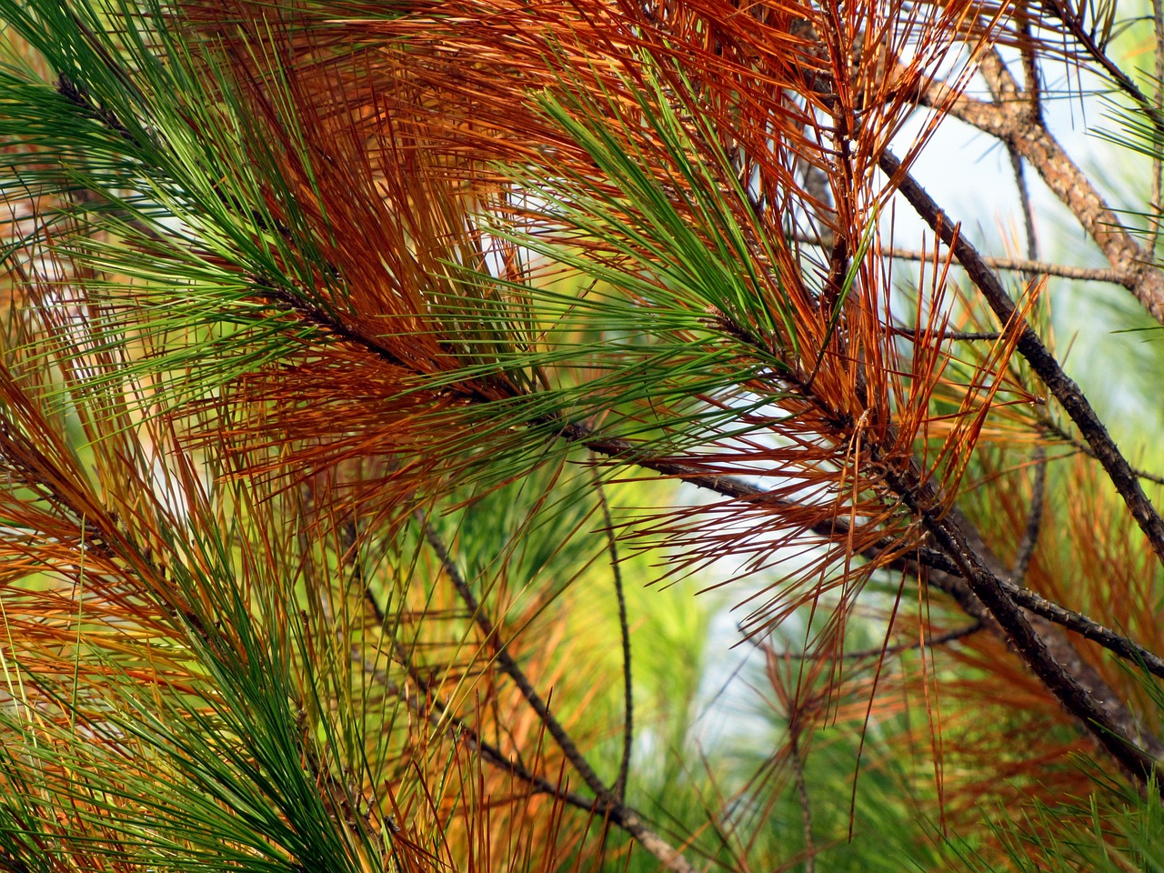 How to Compost Pine Needles and Use Them as Mulch - The Homestead Hangout