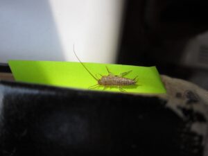 How to Get Rid of Tiny Silver Bugs in Houseplant Soil - The Homestead ...