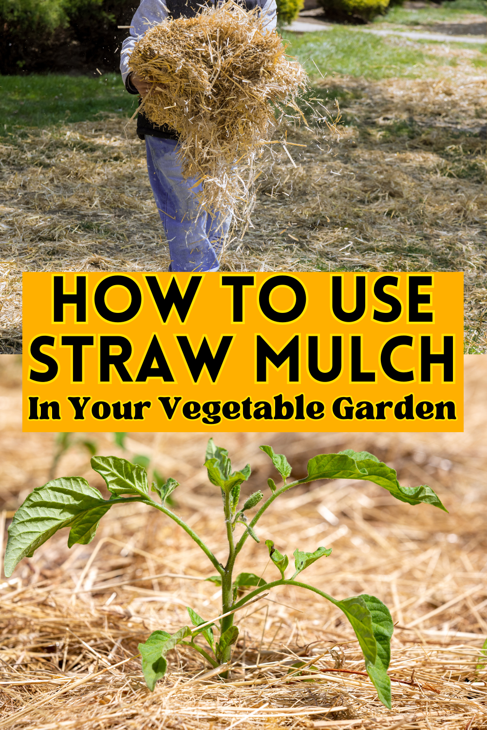 Using Straw for Mulch in a Vegetable Garden: Pros and Cons - The ...