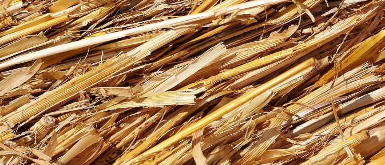 Using Straw for Mulch in a Vegetable Garden: Pros and Cons - The ...