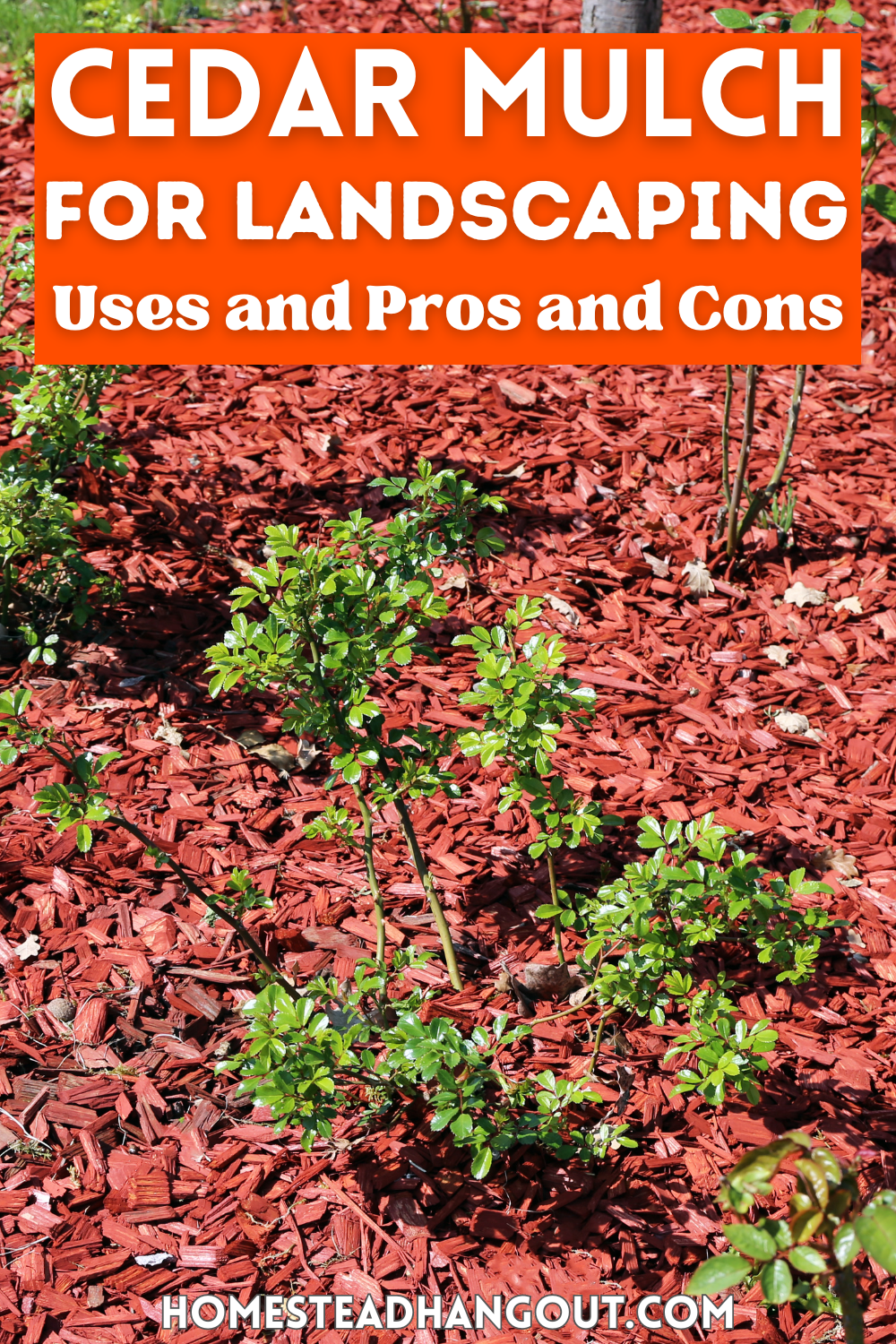 Cedar Mulch in Gardens: Pros and Cons, Uses, and Benefits - The ...