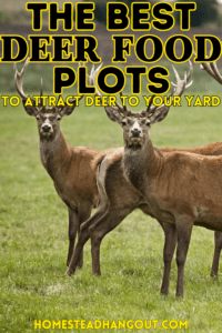 What is the Best Deer Food Plot for Sandy Soil? - The Homestead Hangout