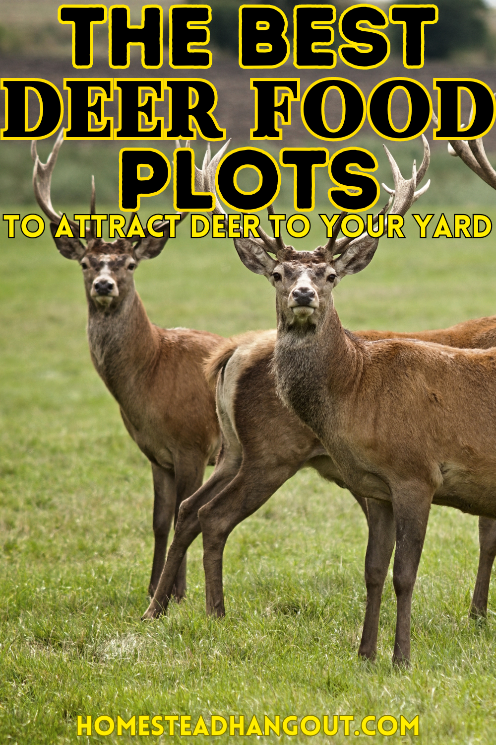 What is the Best Deer Food Plot for Sandy Soil? - The Homestead Hangout