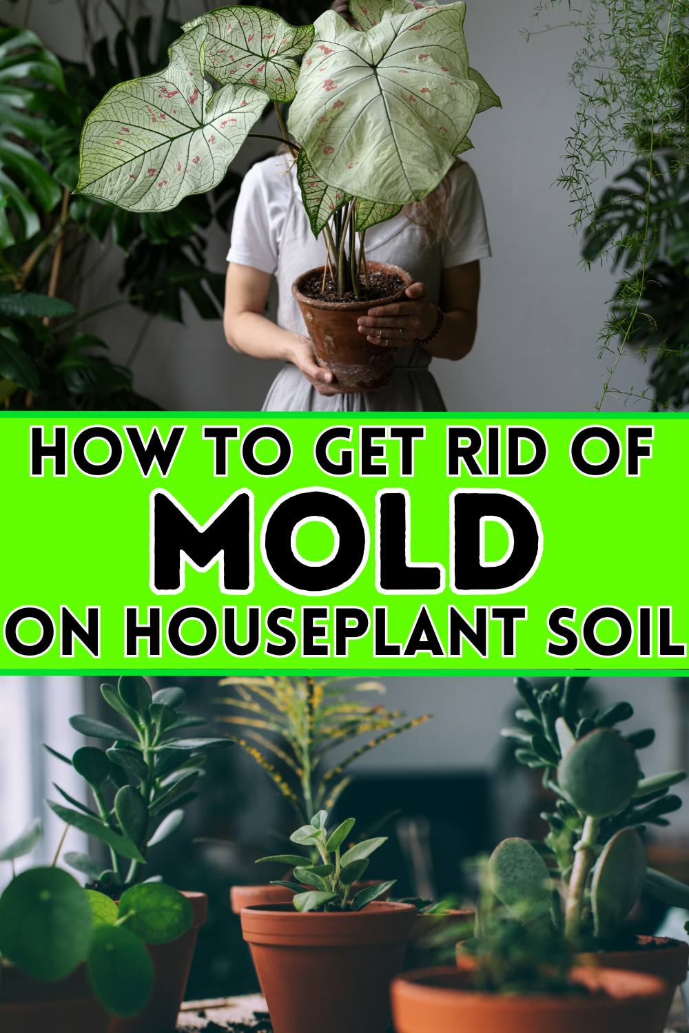 Is Mold On Your Soil Good or Bad for Houseplants? - The Homestead Hangout