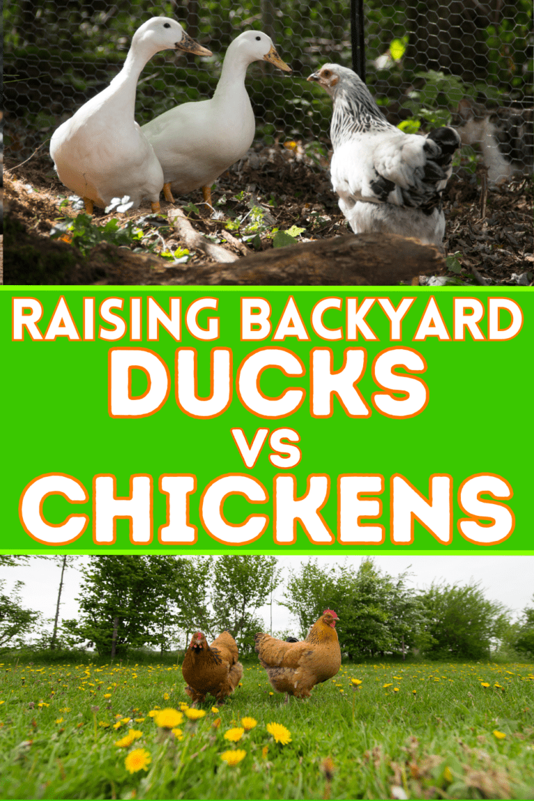 Raising Backyard Ducks Vs Chickens: Pros and Cons - The Homestead Hangout