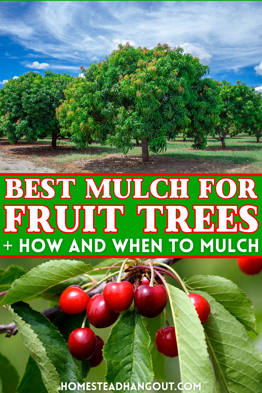 The Best Mulch for Fruit Trees + How and When to Mulch - The Homestead ...