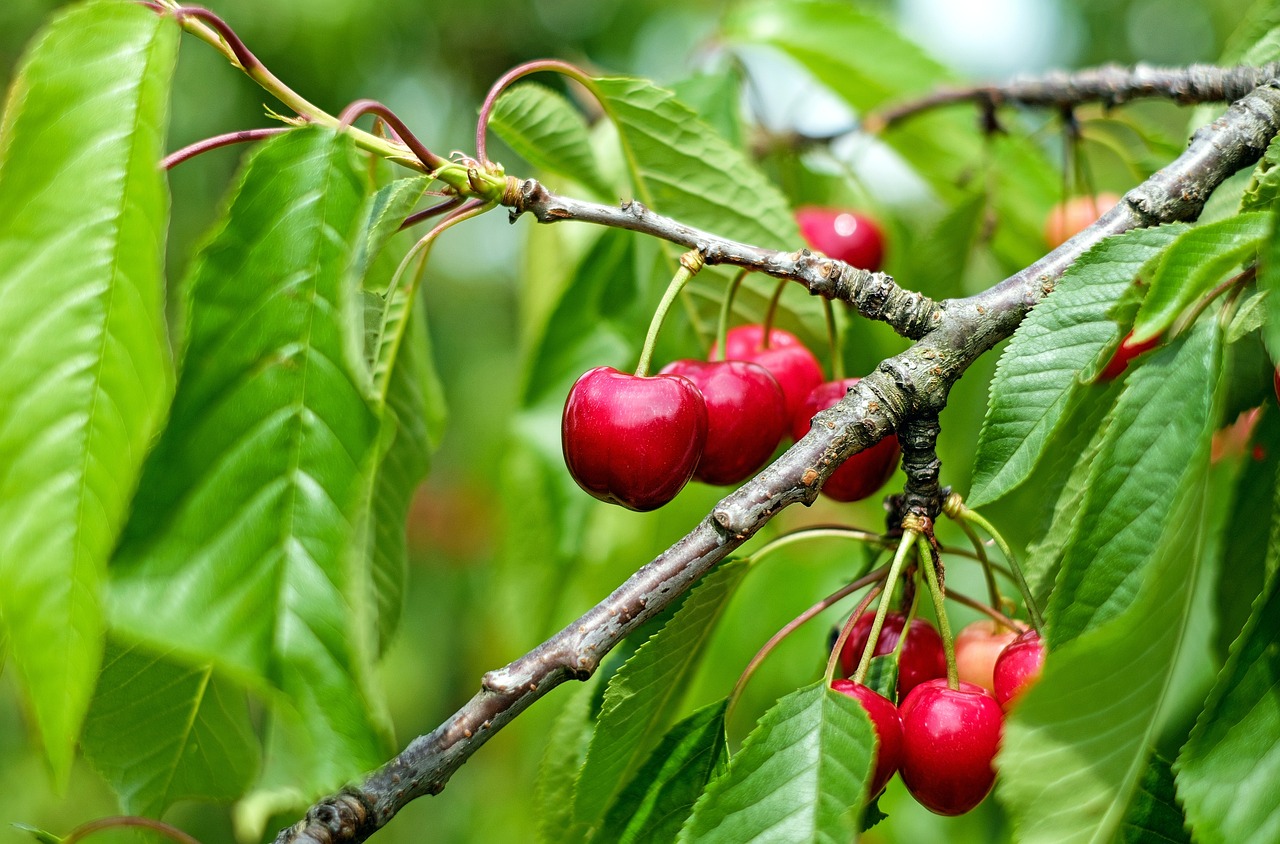 The Best Mulch for Fruit Trees + How and When to Mulch - The Homestead ...