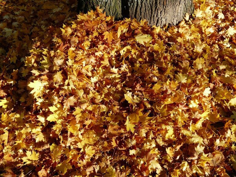 How to Shred Fallen Leaves for Mulch: 5 Options - The Homestead Hangout
