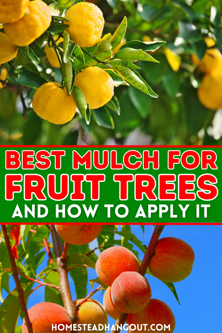 The Best Mulch for Fruit Trees + How and When to Mulch - The Homestead ...