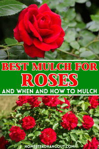 The Best Mulch for Roses + How and When to Mulch - The Homestead Hangout