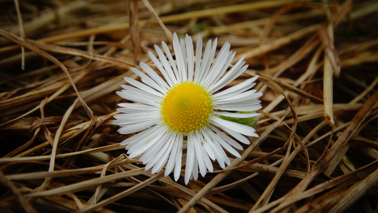 Using Hay as Mulch for Your Garden: Pros and Cons - The Homestead Hangout