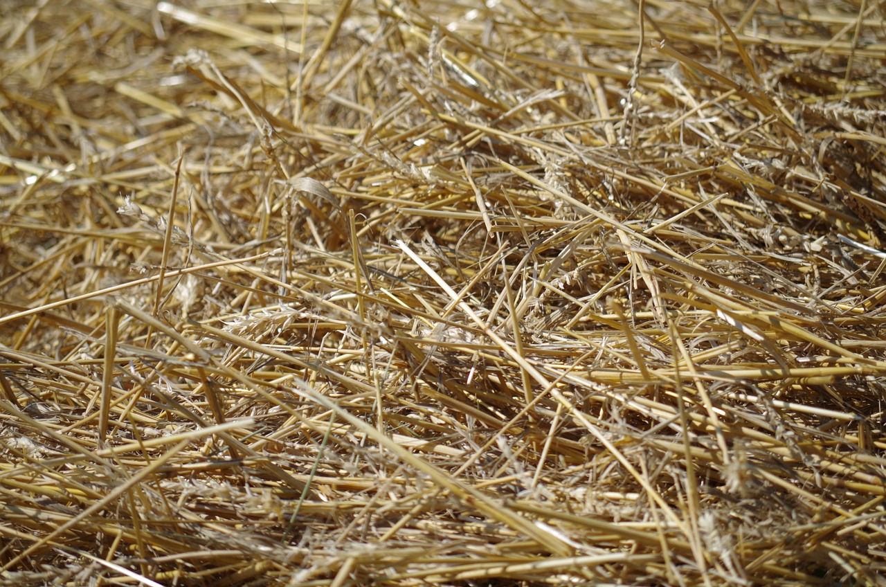 Using Hay as Mulch for Your Garden: Pros and Cons - The Homestead Hangout
