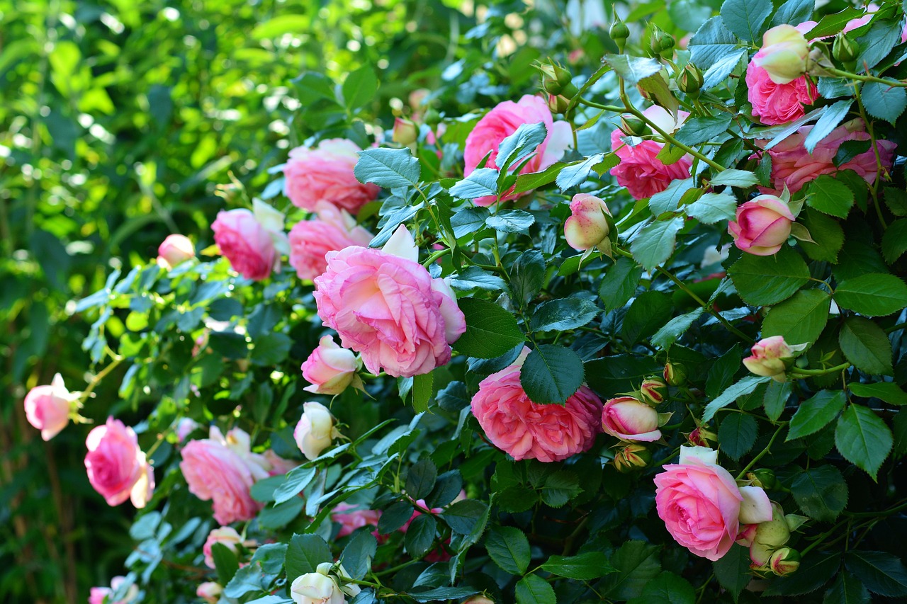 The Best Mulch for Roses + How and When to Mulch - The Homestead Hangout