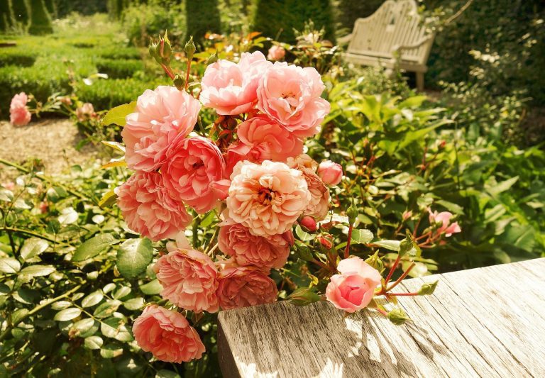 The Best Mulch for Roses + How and When to Mulch - The Homestead Hangout
