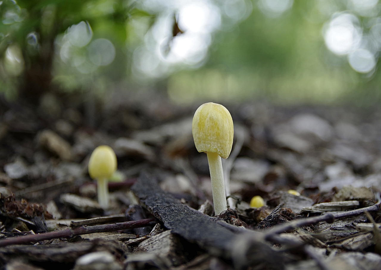 How to Get Rid of Yellow Mold or Fungus on Soil - The Homestead Hangout