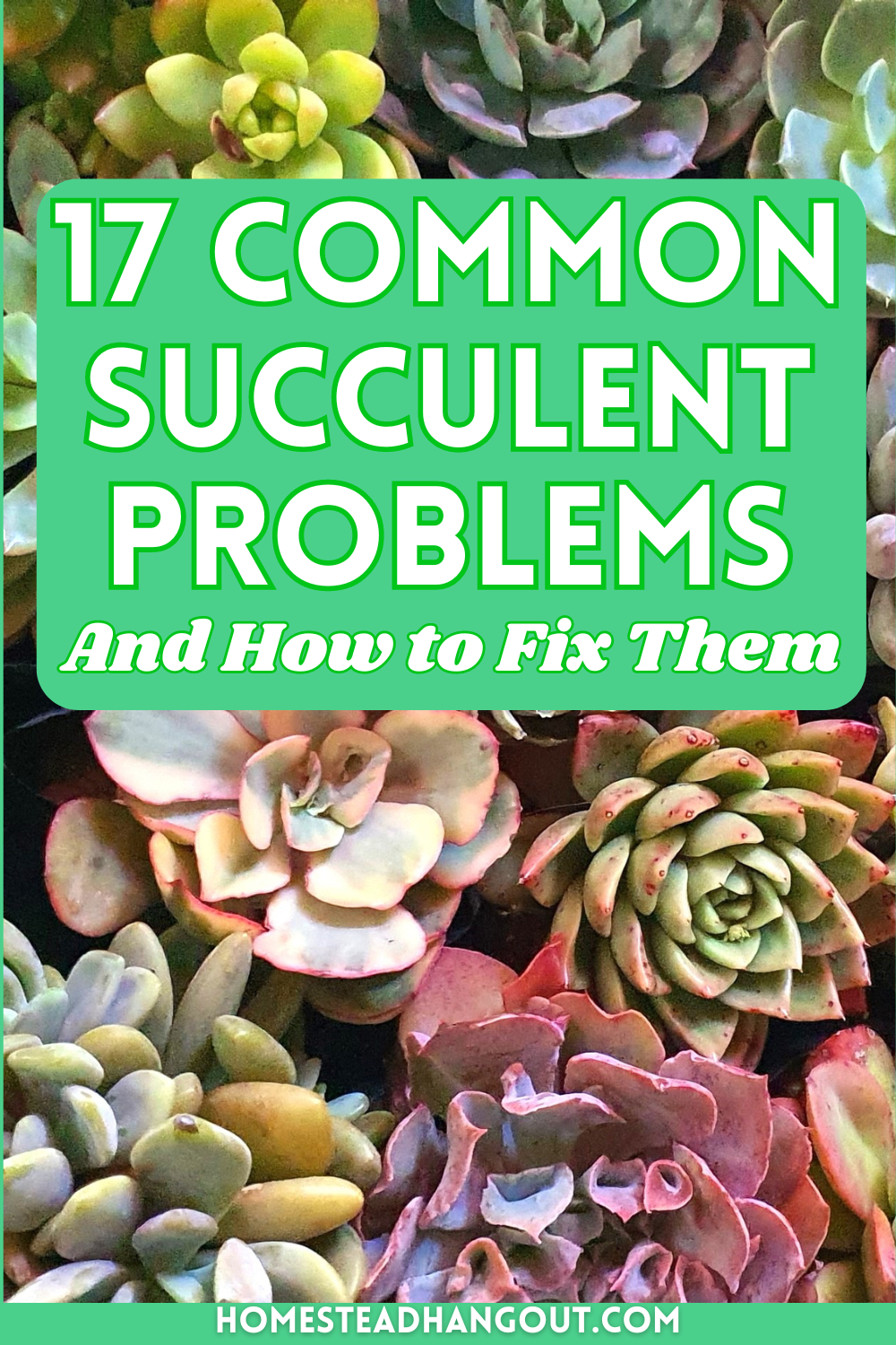 17 Common Succulent Problems and How to Fix Them - The Homestead Hangout