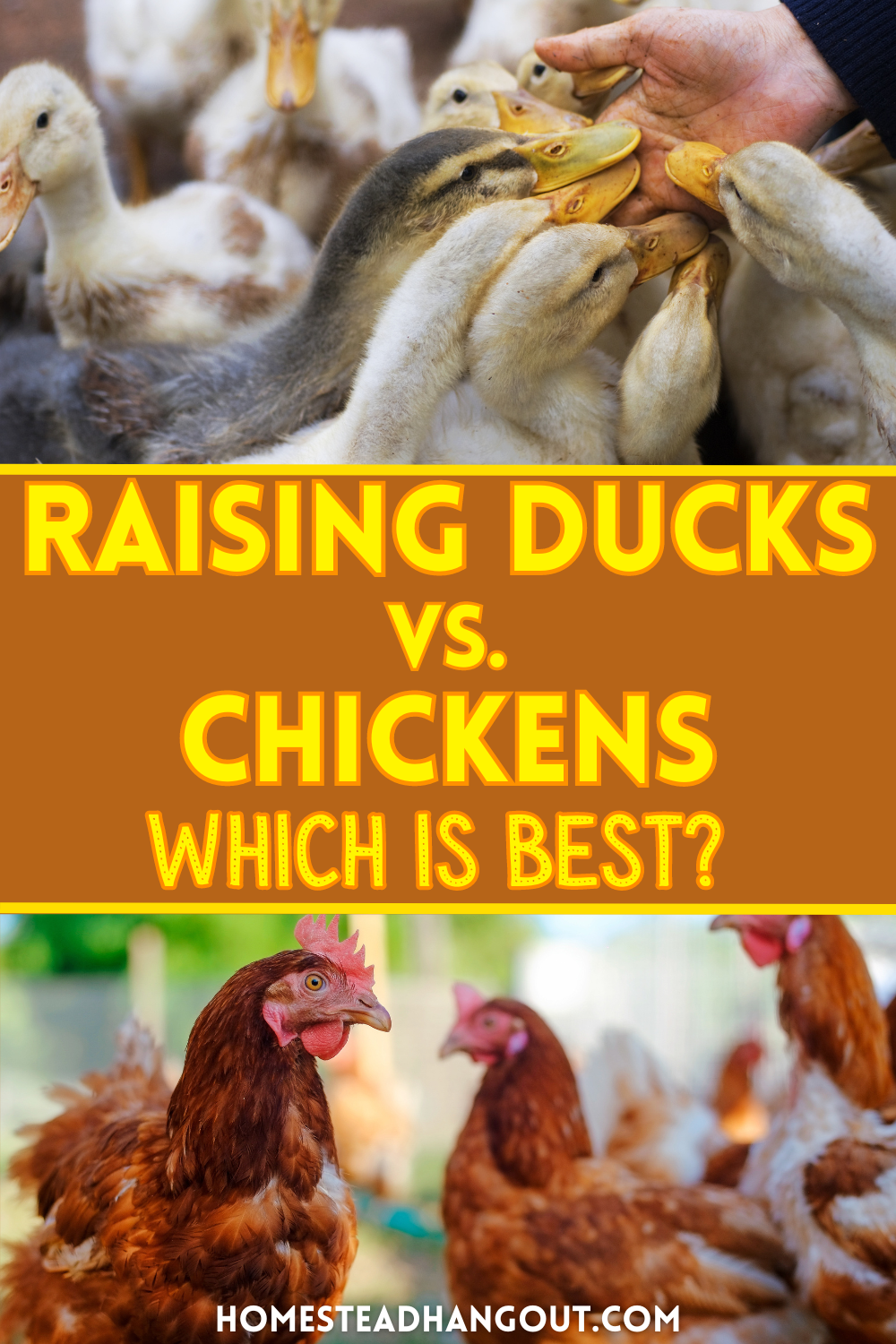 Raising Backyard Ducks Vs Chickens: Pros and Cons - The Homestead Hangout