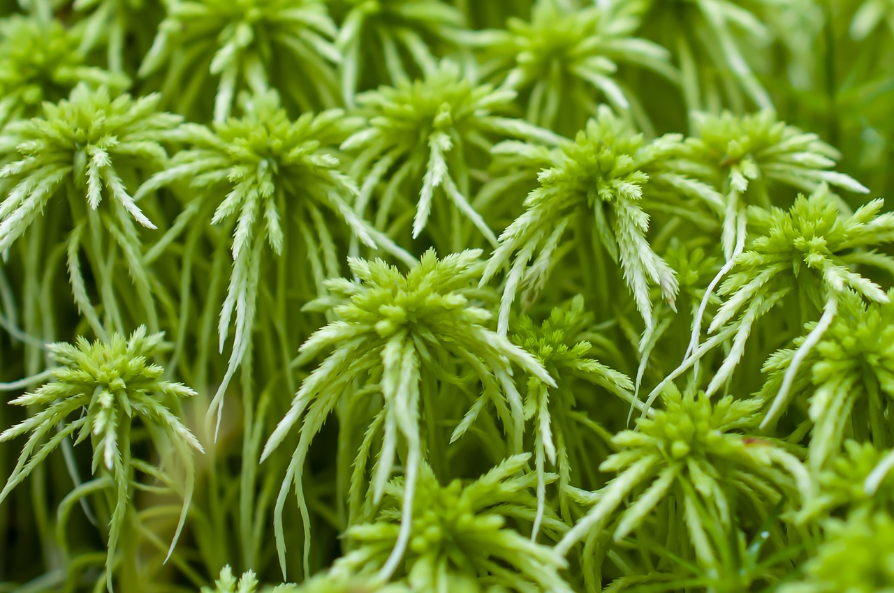 Does Peat Moss Make Soil Acidic + Pros and Cons - The Homestead Hangout