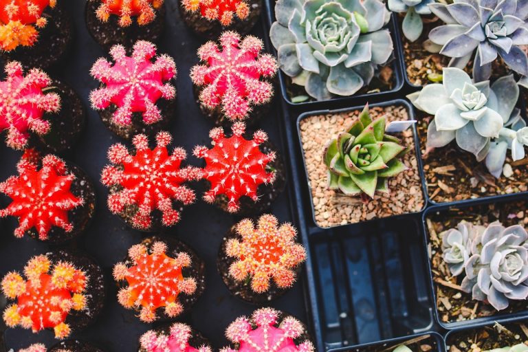 17 Common Succulent Problems and How to Fix Them - The Homestead Hangout